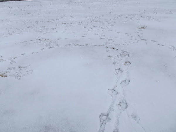 Mallard (tracks) | Project Noah