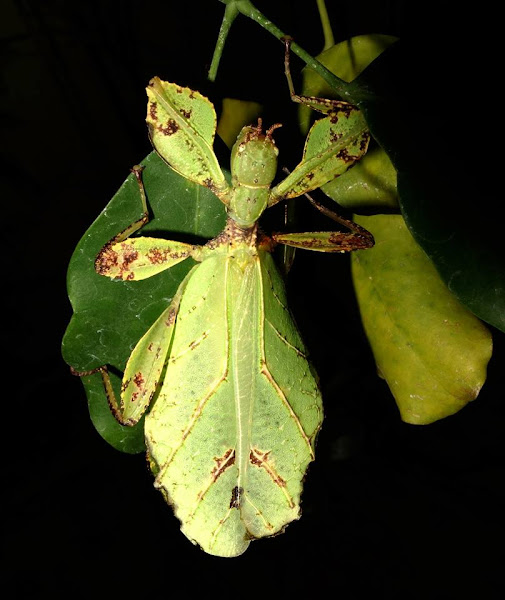 Leaf Insect, Phasmid - Female | Project Noah