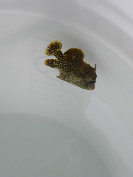 Grey triggerfish | Project Noah