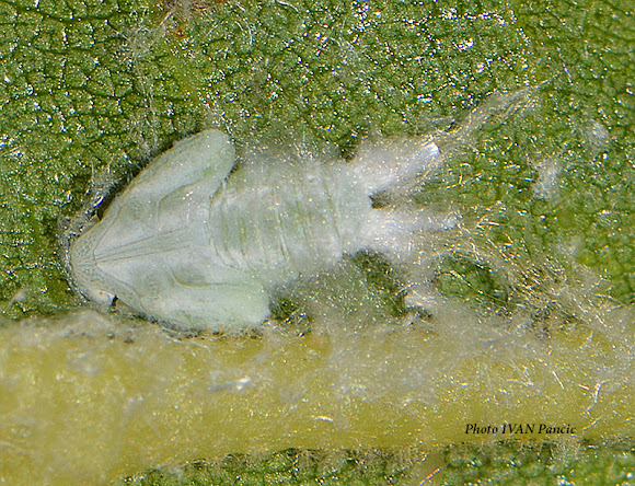 Nymph ID | Project Noah