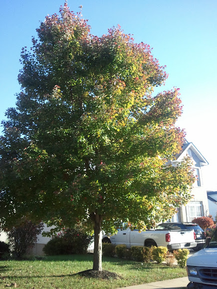 american sentry linden | Project Noah