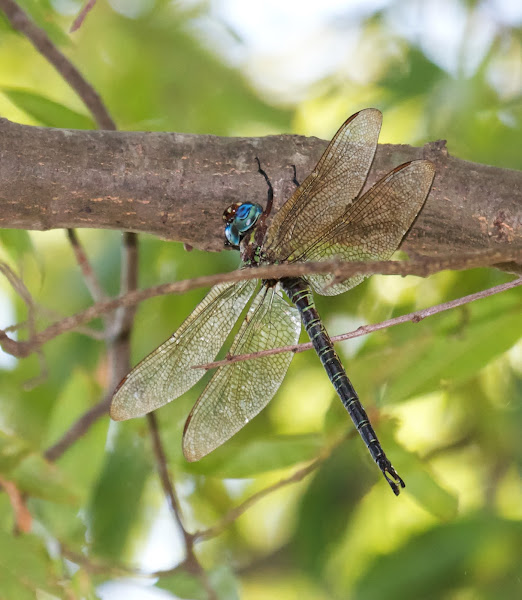 Swamp Darner dragonfly (male) | Project Noah