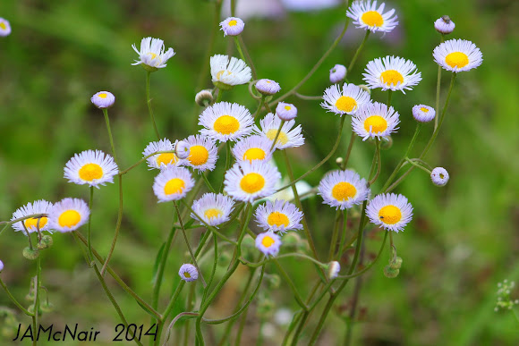 Southern Fleabane | Project Noah