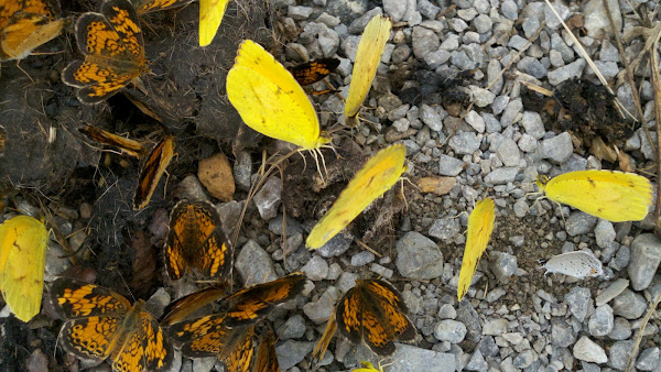 Sleepy Orange | Project Noah