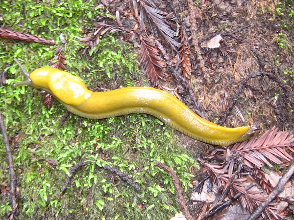 California Banana Slugs | Project Noah