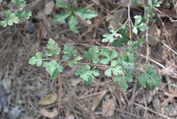 Parsley-leaf Hawthorn | Project Noah