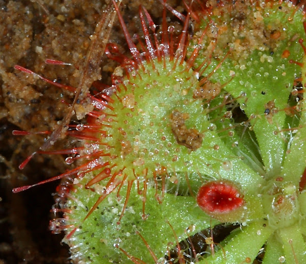 Tropical sundew | Project Noah