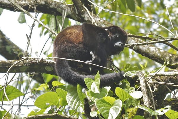 Mono Congo, Mono Aullador. | Project Noah