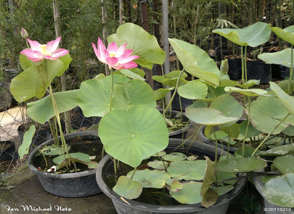 Pink Lotus Flower | Project Noah