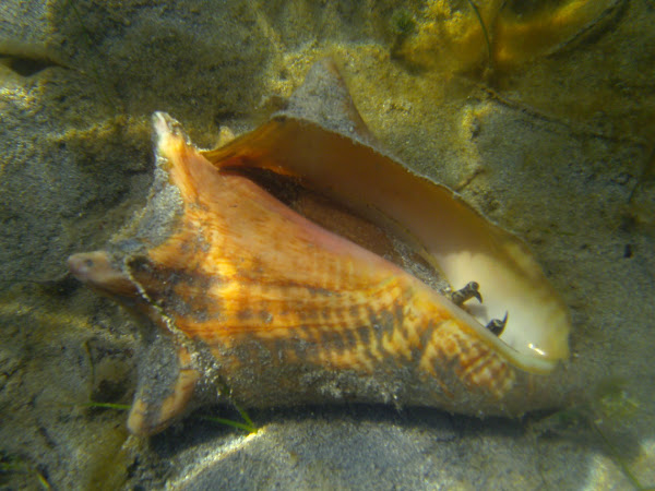 Queen Conch | Project Noah