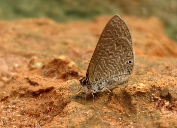 Dusky Blue | Project Noah