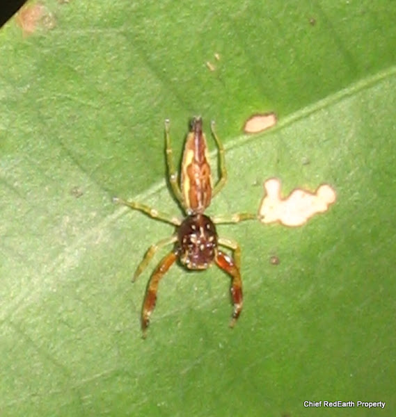 Bavia Jumping Spider | Project Noah