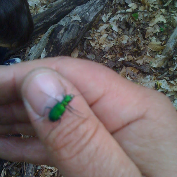 Shinny green nettle | Project Noah