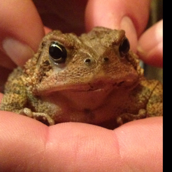 Fowler's Toad | Project Noah
