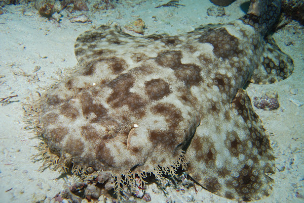 Wobbegong (Carpet shark) | Project Noah