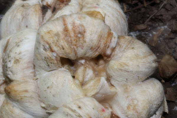 Aborted Entoloma | Project Noah