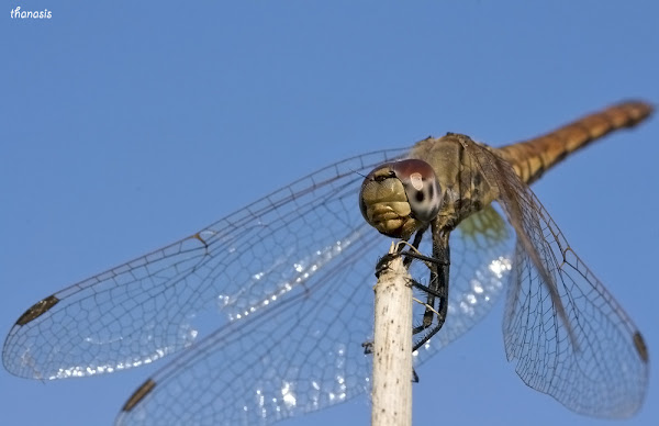 Violet Dropwing | Project Noah