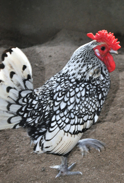 Silver Sebright Bantam Hen | Project Noah