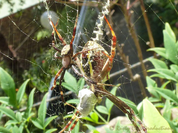 St Andrew's Cross Spider | Project Noah