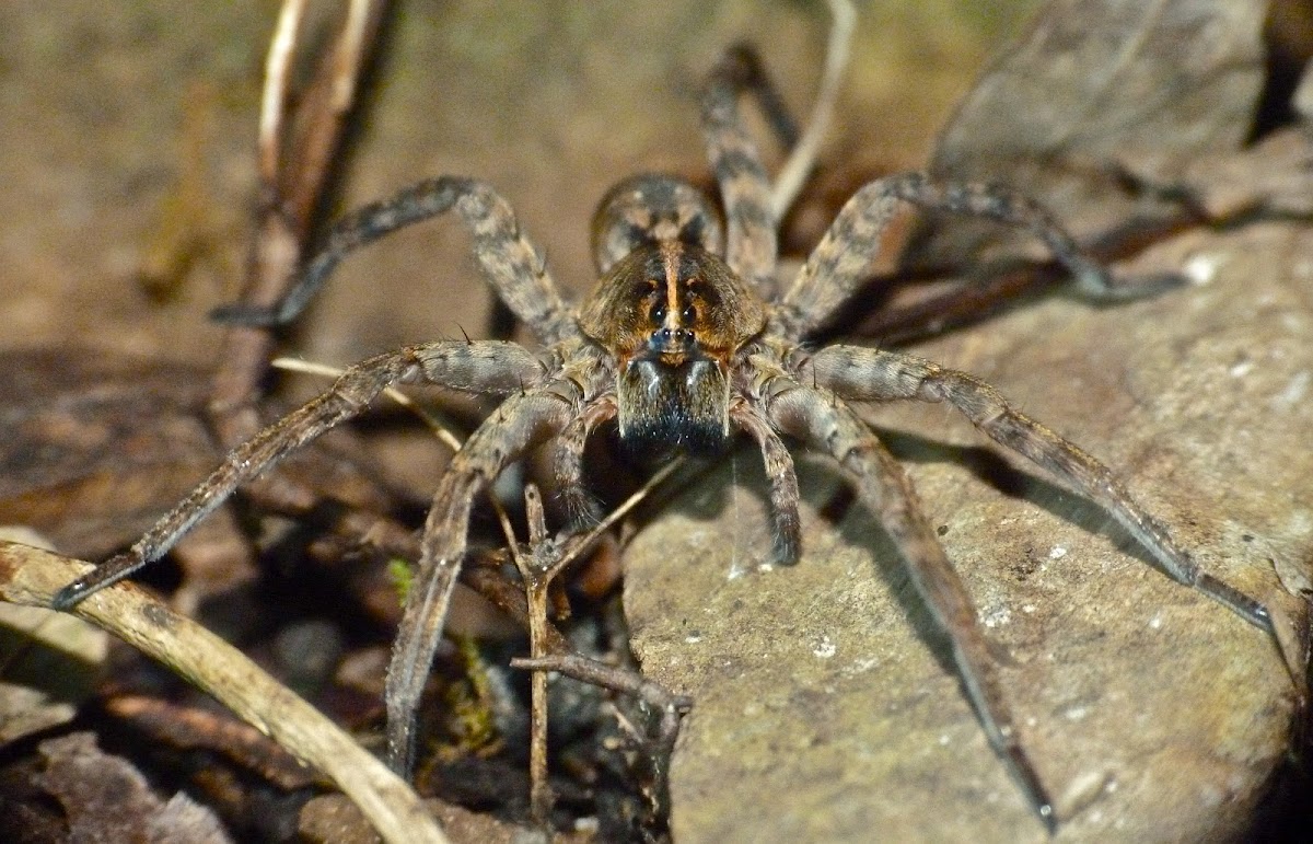 Carolina wolf spider | Project Noah