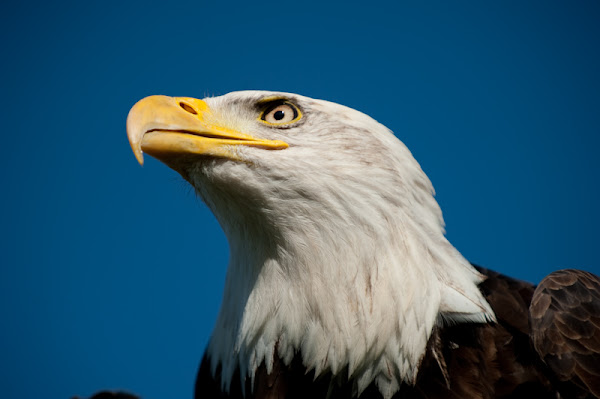 Bald Eagle | Project Noah