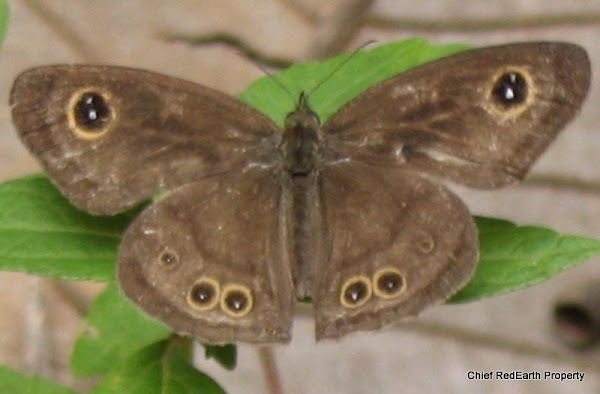 Common Five-ring | Project Noah