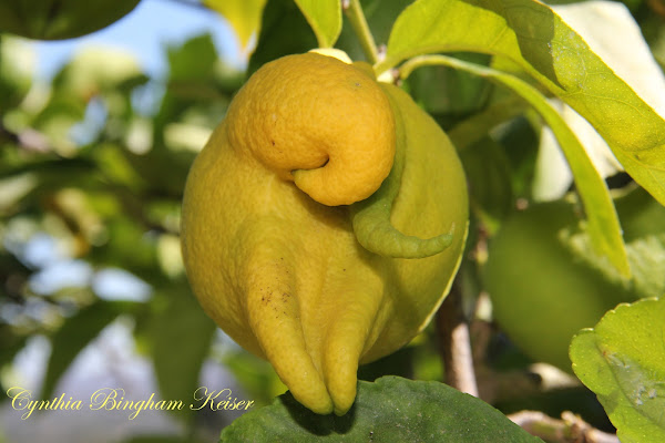 Lemon (irregular shape) | Project Noah