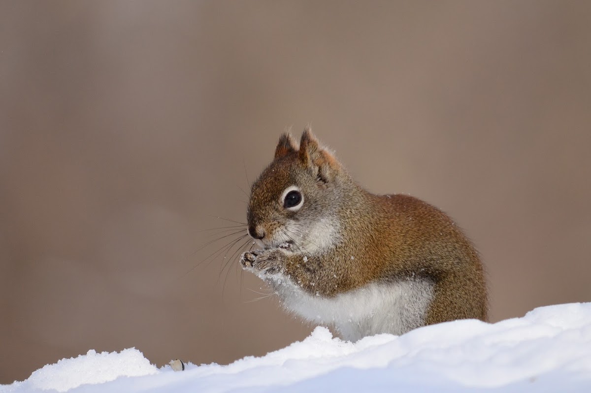 American Red Squirrel | Project Noah