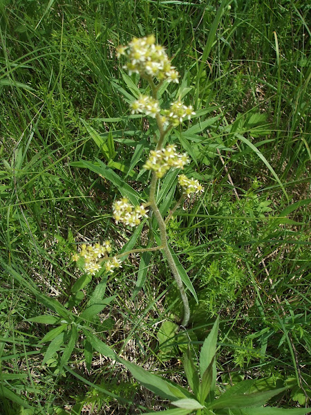 Swamp Saxifrage | Project Noah