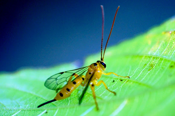 Ichneumon Wasp | Project Noah