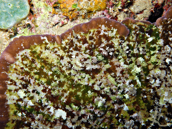 Adhesive Sea Anemone | Project Noah