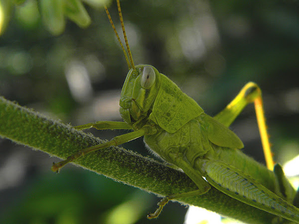 Javanese grasshopper late stage nymph | Project Noah