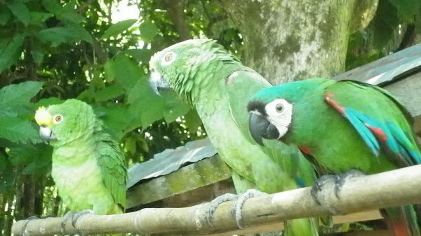 Loras verdes | Project Noah