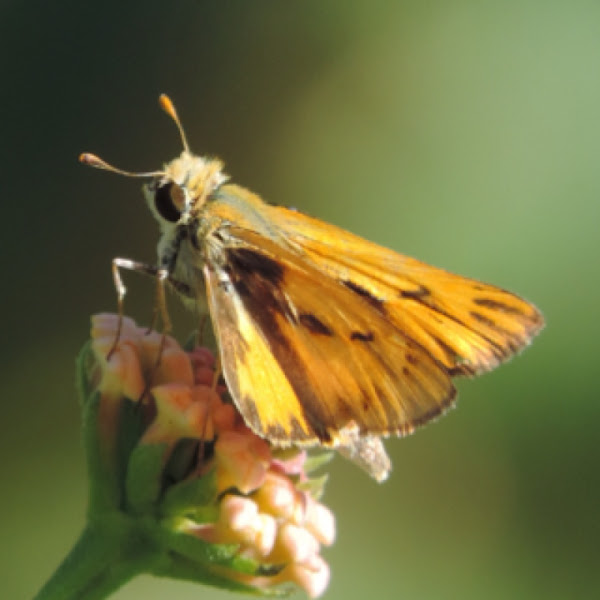 Fiery Skipper | Project Noah