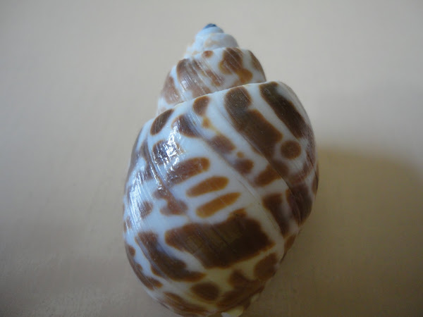 Arabian shell | Project Noah