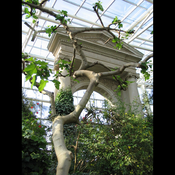 Ficus | Project Noah