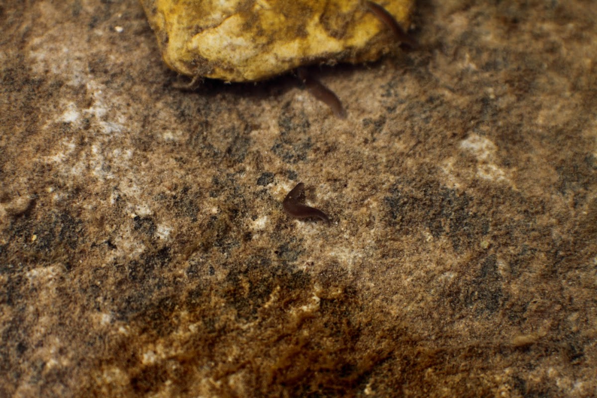 Planaria | Project Noah