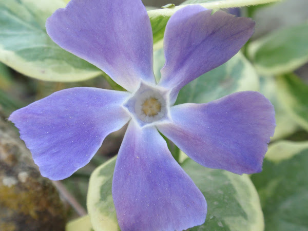 Variegated Greater Periwinkle | Project Noah