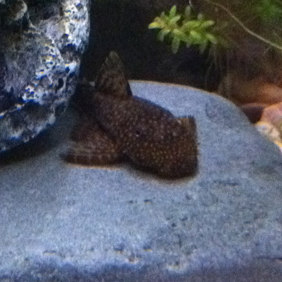 Mini pleco | Project Noah