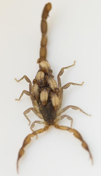 FL Bark Scorpion | Project Noah