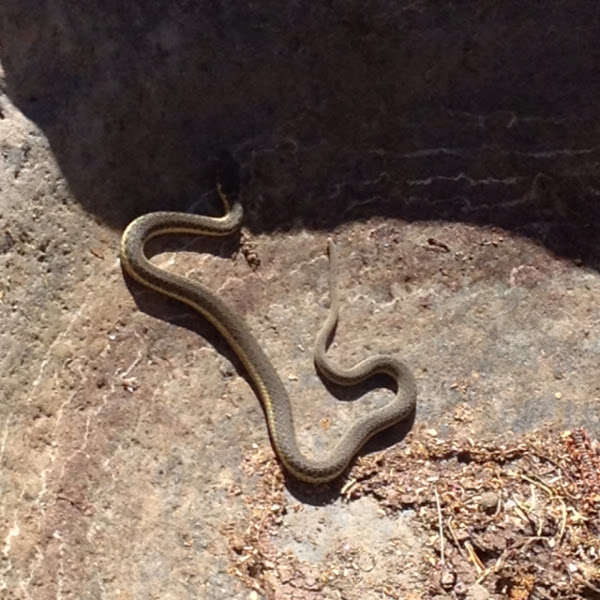 Two-striped garter snake | Project Noah