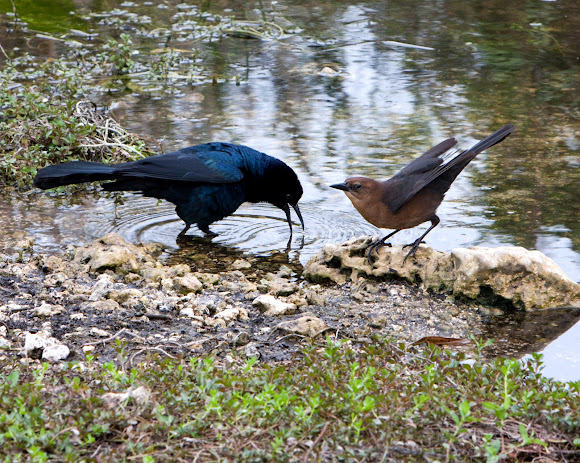 Boat-tailed Grackle | Project Noah