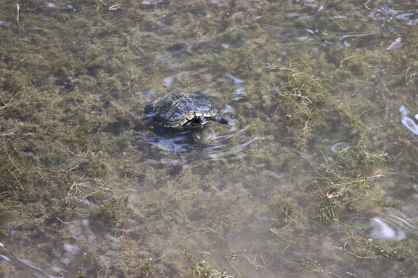 Pond Slider | Project Noah