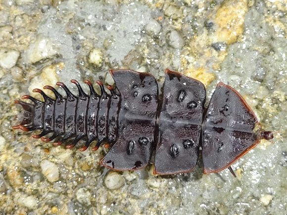 Trilobite Beetle | Project Noah