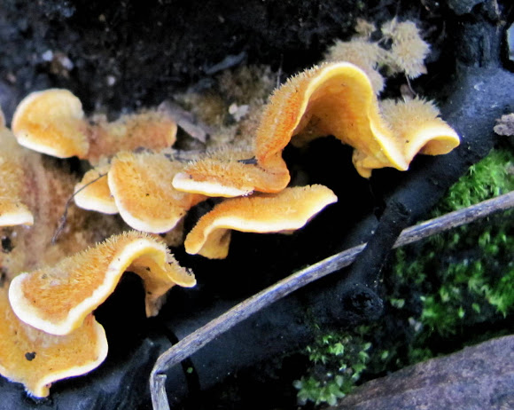 Trametes pubescens | Project Noah