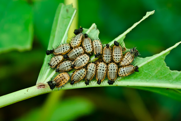 Tortoise Beetle Larvae | Project Noah