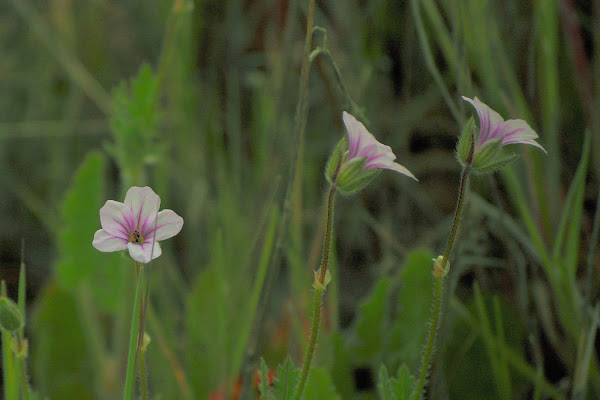 broad leaf filaree | Project Noah