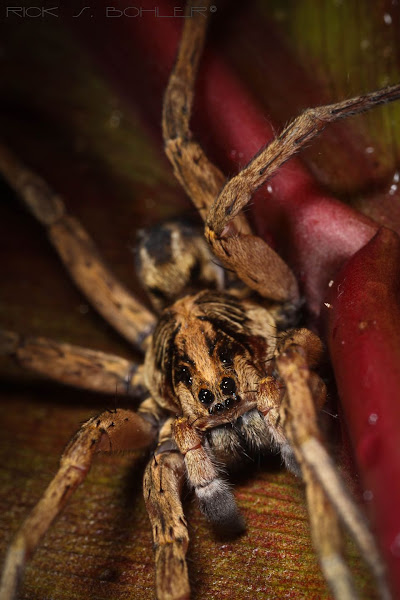 Field Wolf Spider | Project Noah