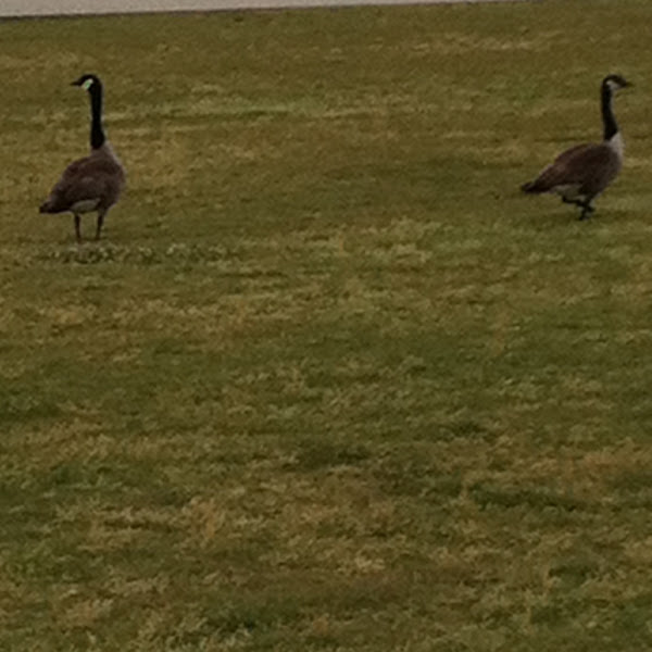 Canada Geese | Project Noah