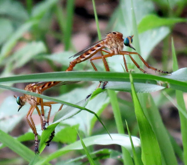 Hanging thief robber flies, mating | Project Noah